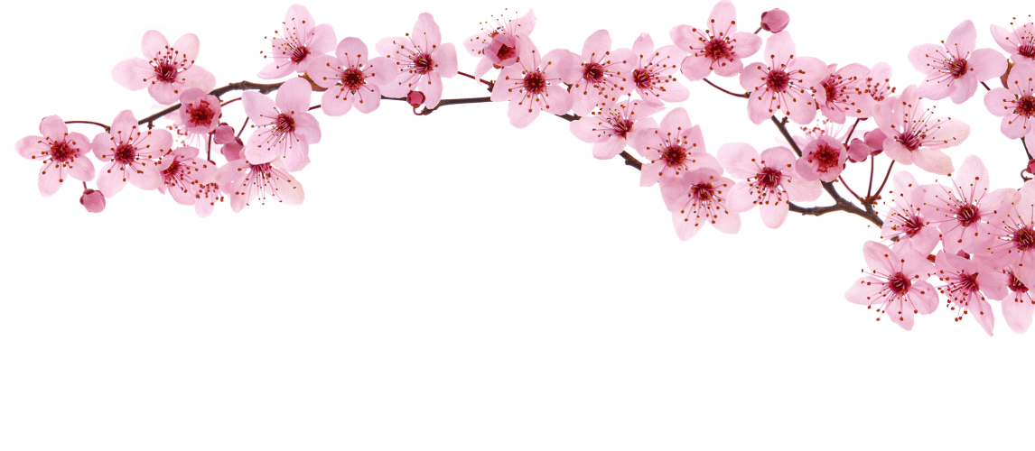 Spring Time in Japan: Seasonal Food Tours & Restaurant Reservations